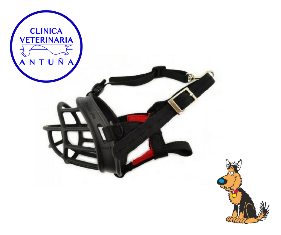 EN LA CLÍNICA BOZALES Baskerville | Clínica Veterinaria Antuña